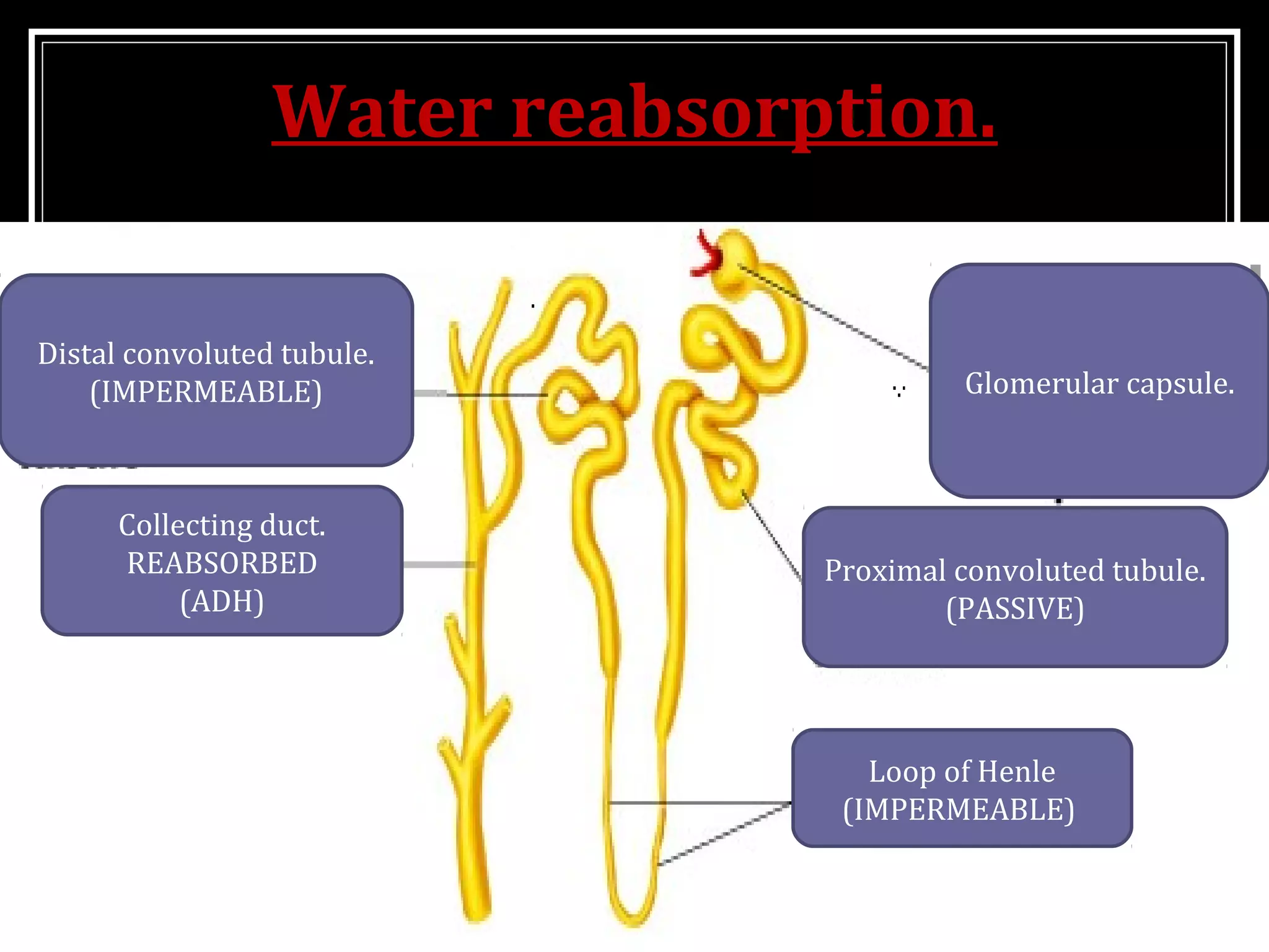 TUBULAR REABSORPTION | PPT