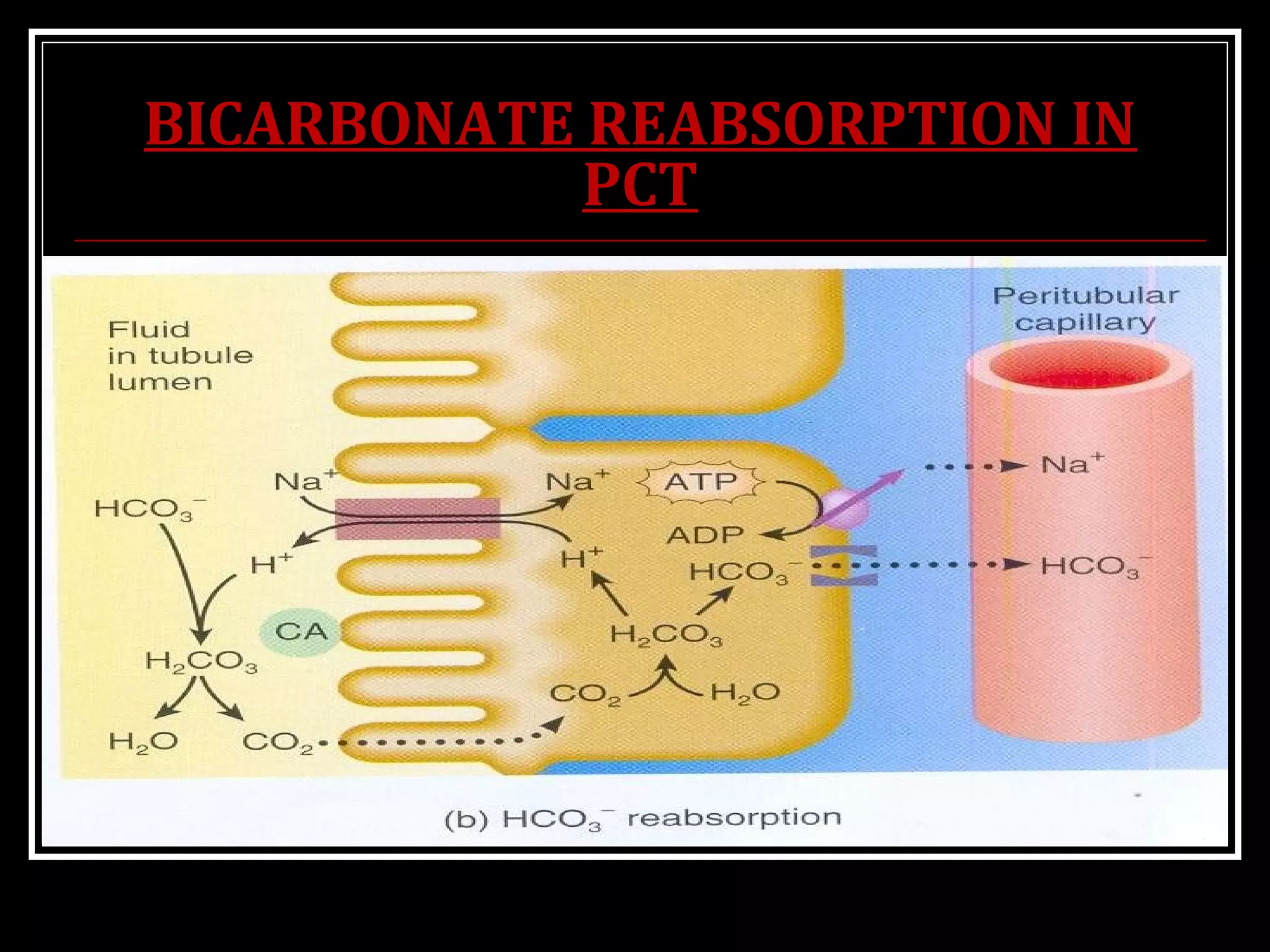 TUBULAR REABSORPTION | PPT