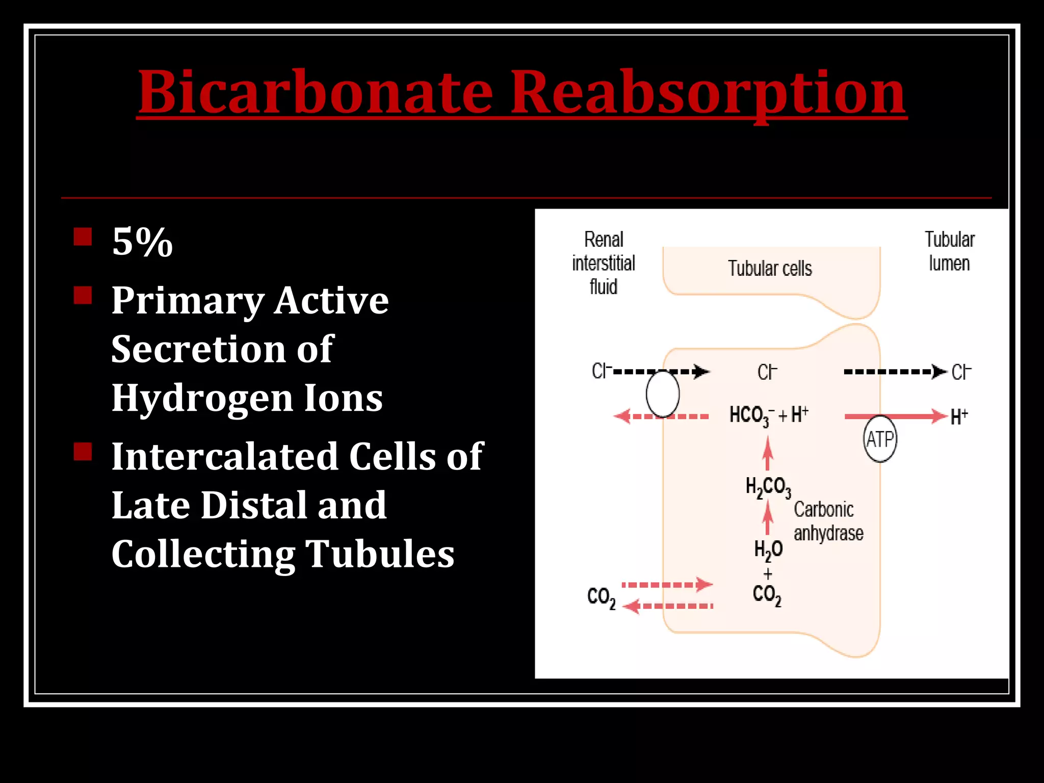 TUBULAR REABSORPTION | PPT