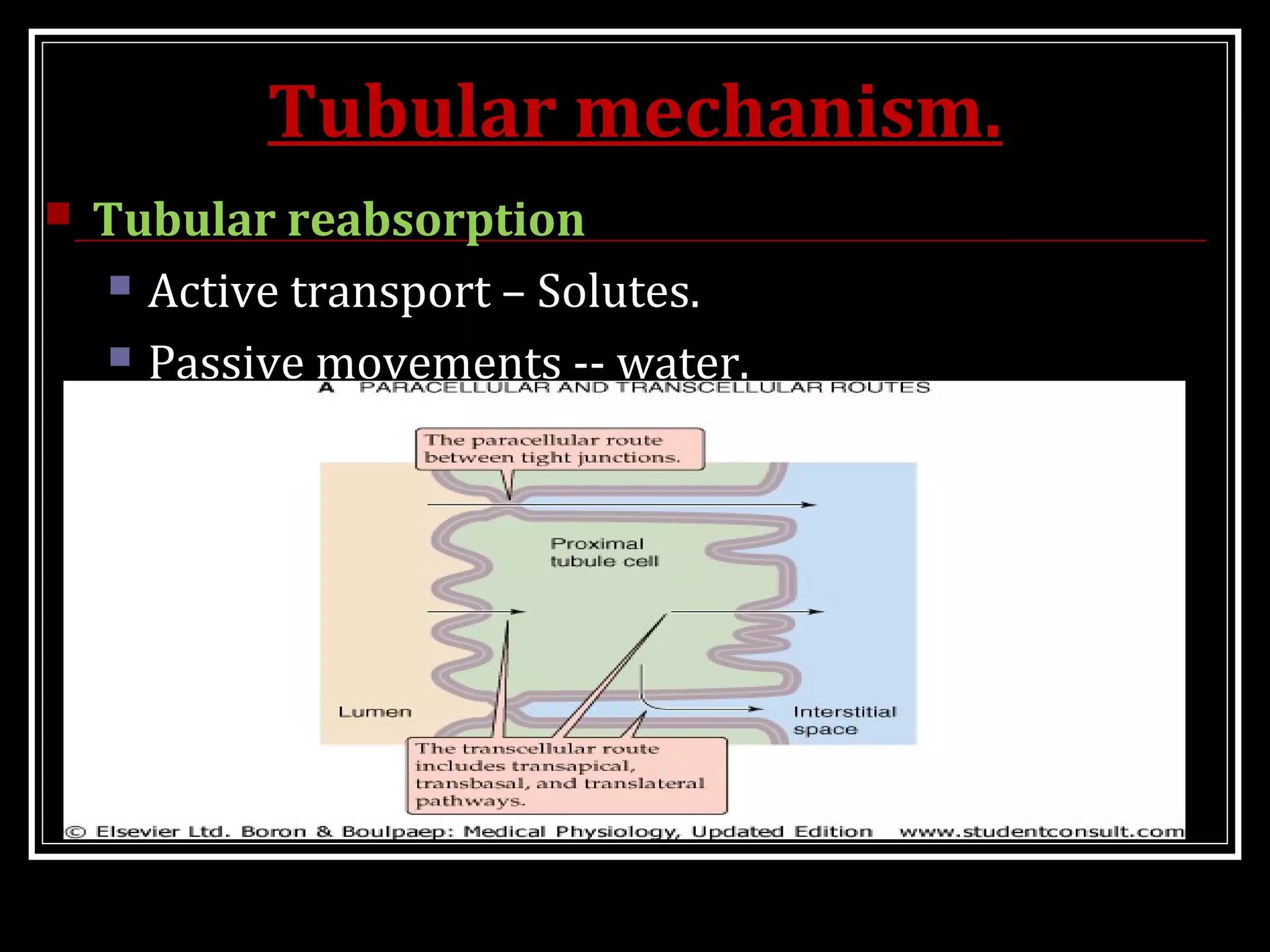 TUBULAR REABSORPTION | PPT