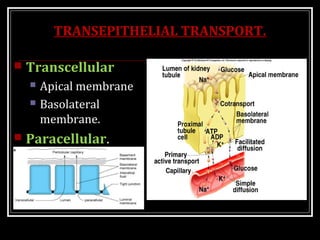 TUBULAR REABSORPTION | PPT