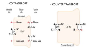 Tubular reabsorption (The Guyton and Hall physiology) | PPTX