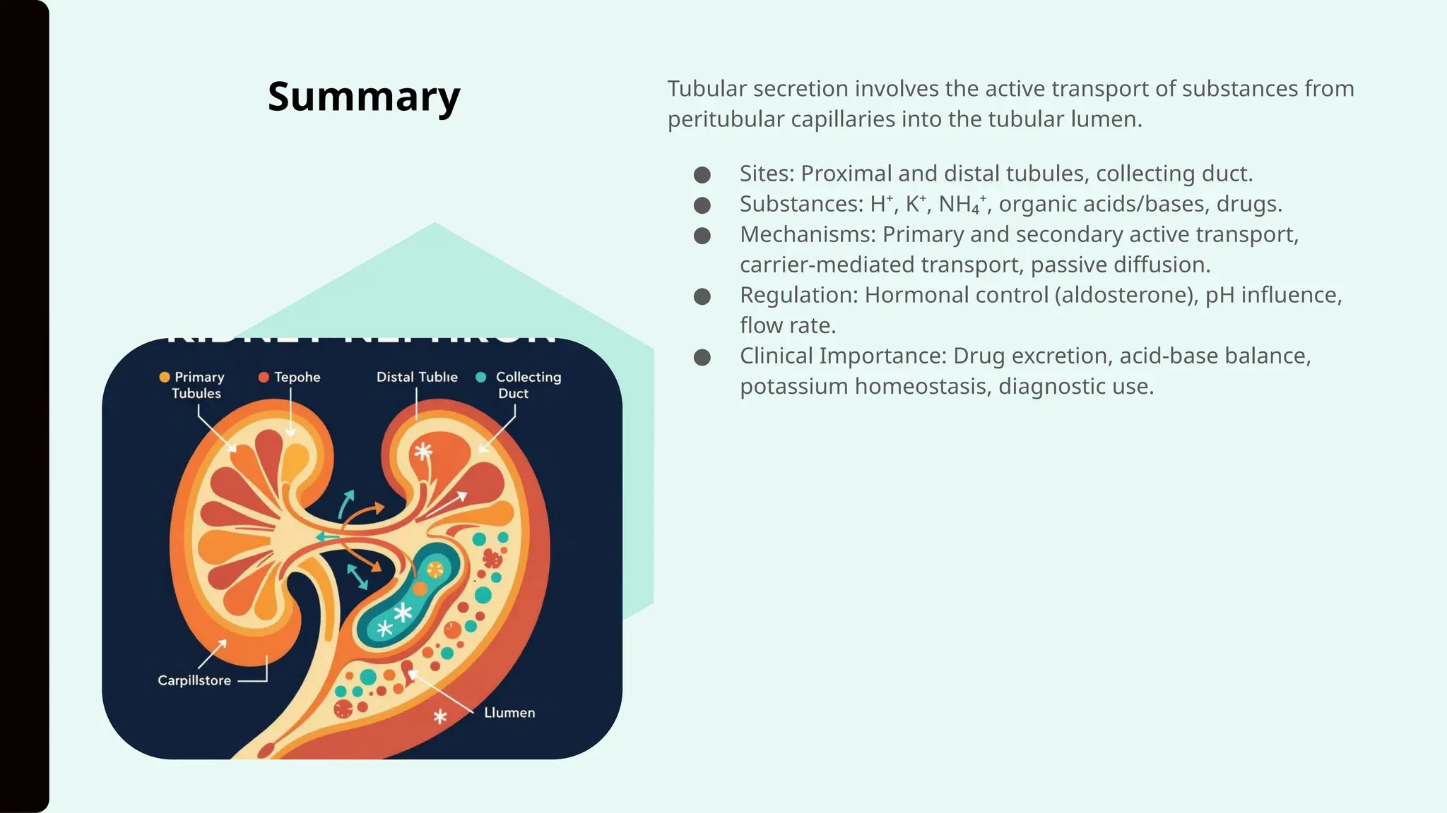 Tubular Secretion / Kidney Function/ kidney fisiology | PPTX
