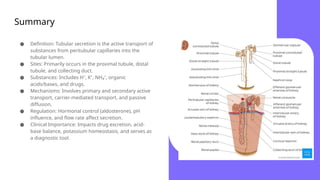 tubular secretion process / fisiology tubualr secretion | PPTX