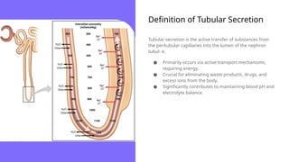 tubular secretion process / fisiology tubualr secretion | PPTX