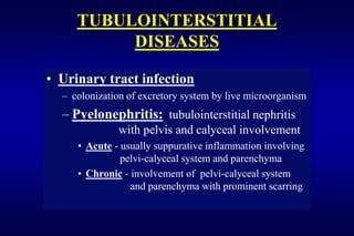 tubulo-interstitial-nephropathy (1).ppt