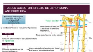 Tubulo colector | PPTX