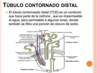tubulo contornado distal.pptxggggggggggggggggggggggggg | PPTX