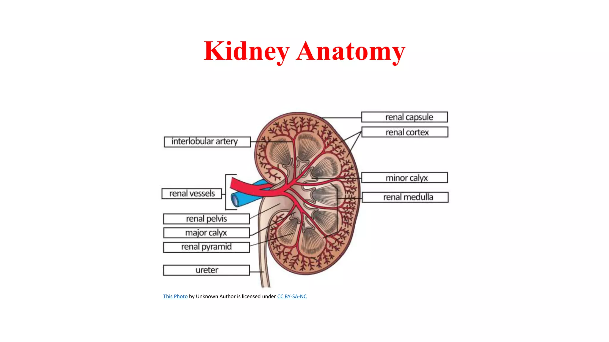 Tubulointerstitial diseases | PPTX