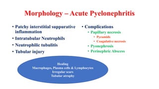 Tubulointerstitial diseases | PPTX