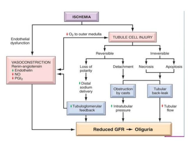 Tubulointerstitial nephritis