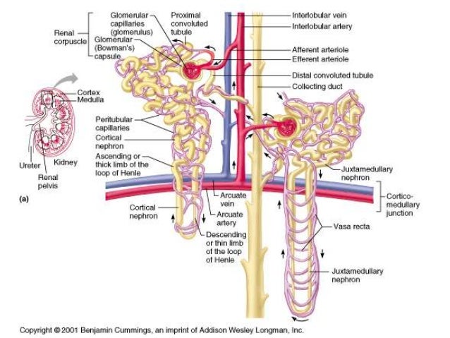 Tubulointerstitial nephritis