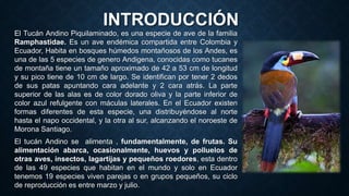 TUCAN ANDINO EN EL ECUADOR ALGUNAS CARACTERISTICAS | PPTX