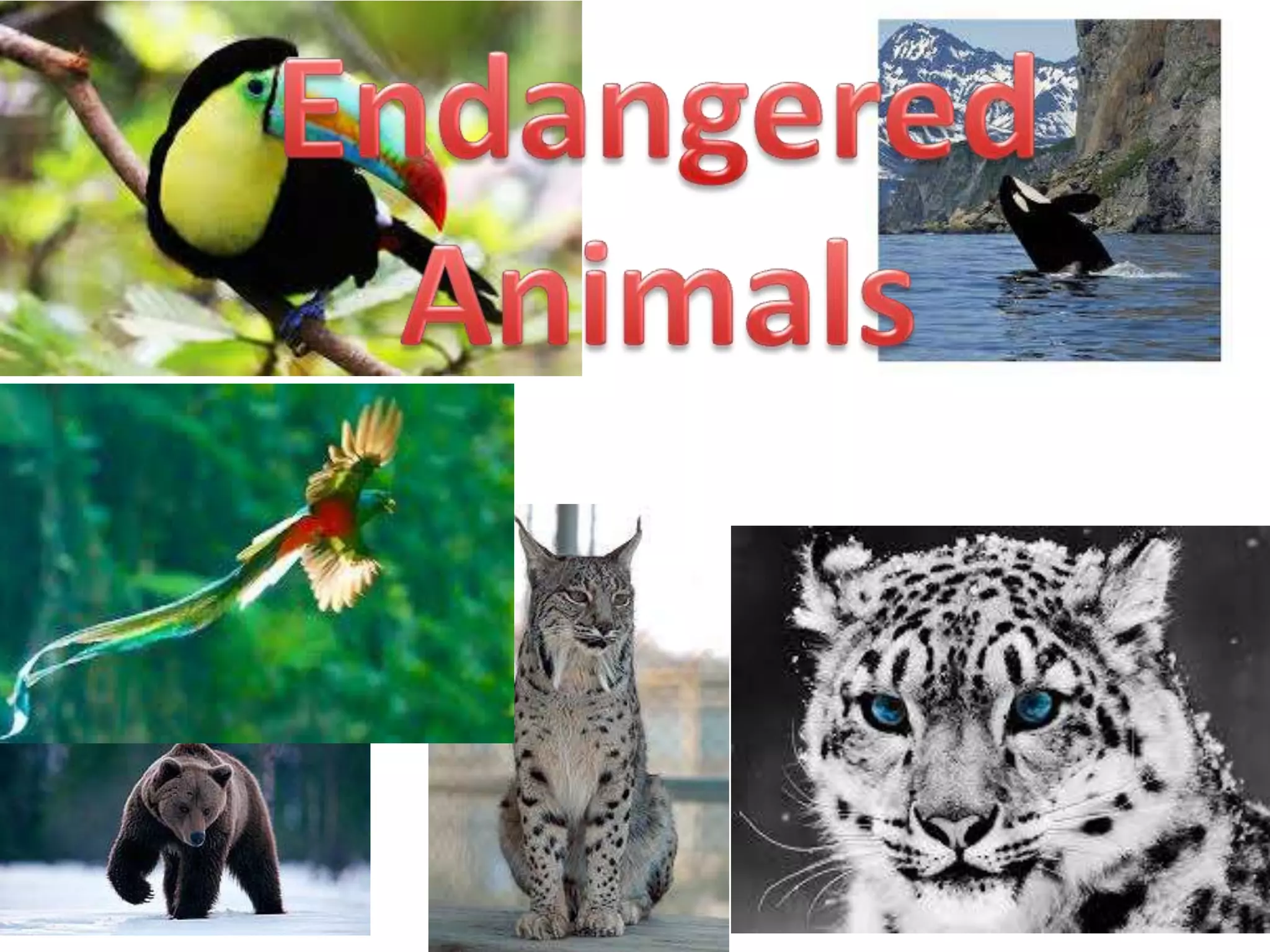 Endangered animals power point | PPT