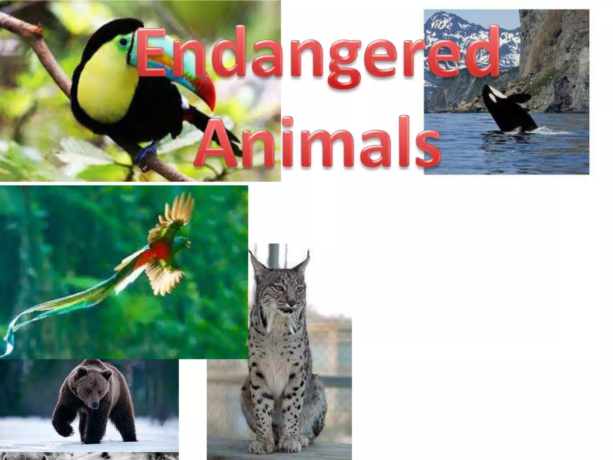 Endangered animals 2 power point | PPT