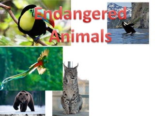 Endangered animals 2 power point | PPT