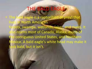 Endangered animals 2 power point | PPT