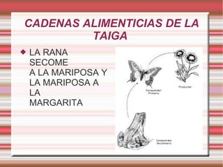 Tudra y taiga ecosistema | ODP