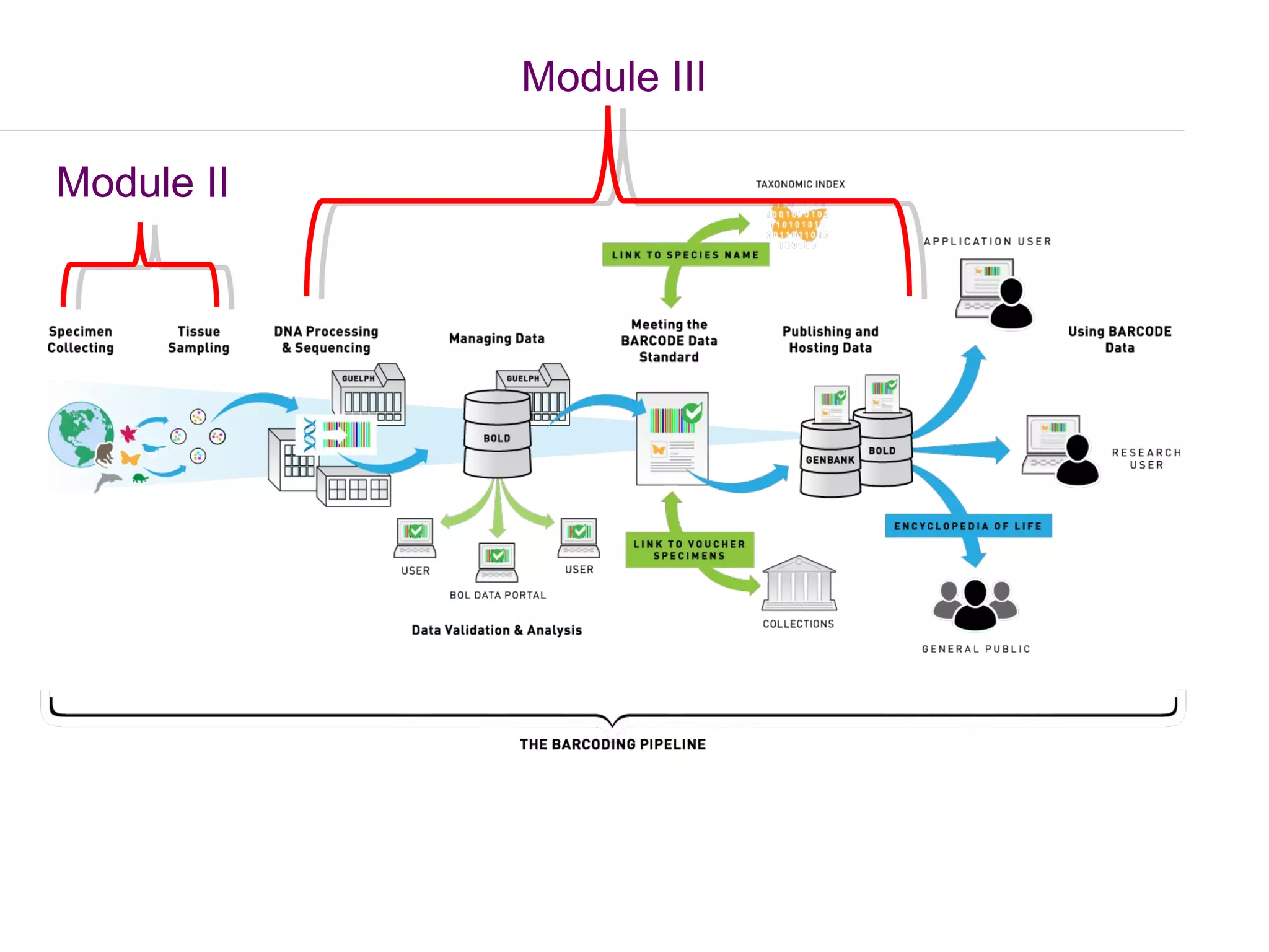 Amy Driskell - The Barcoding pipeline | PPT