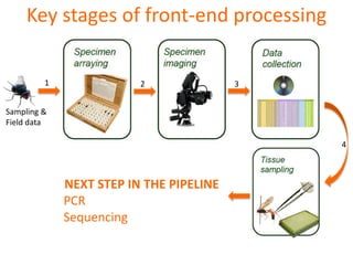Michelle Van der Bank - Front-end processing | PPTX