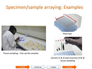 Michelle Van der Bank - Front-end processing | PPTX