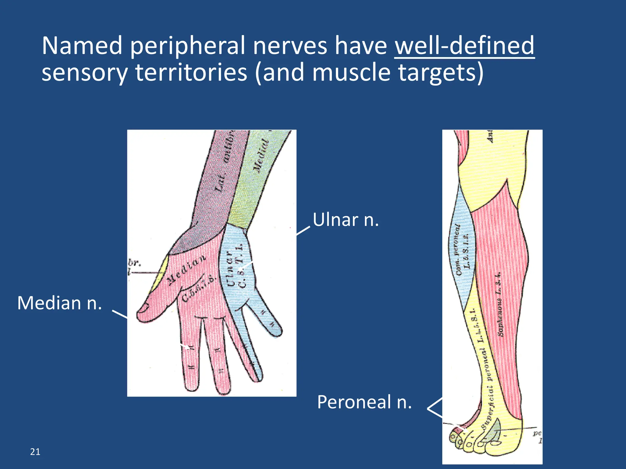 Tues 10-20 Peripheral Nerve Disorders444- A Practical Overview 222.pptx