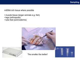 Dirk Steinke - Marine invertebrates | PPT