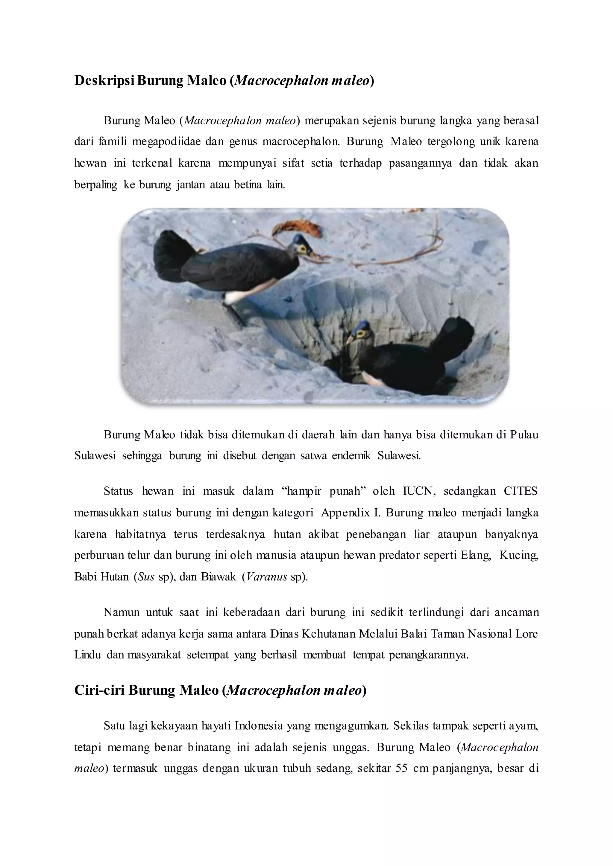 Deskripsi Burung Maleo (Macrocephalon maleo) | DOCX