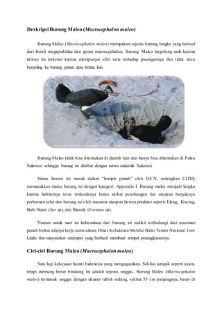 Deskripsi Burung Maleo (Macrocephalon maleo) | DOCX