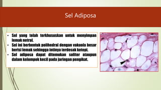 Jaringan Pengikat | PPTX