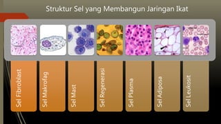 Jaringan Pengikat | PPTX