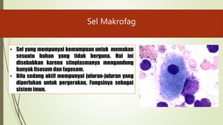 Jaringan Pengikat | PPTX