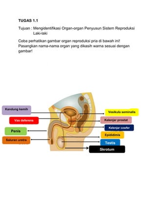 TUGAS 1.1 alat reproduksi laki2.docx