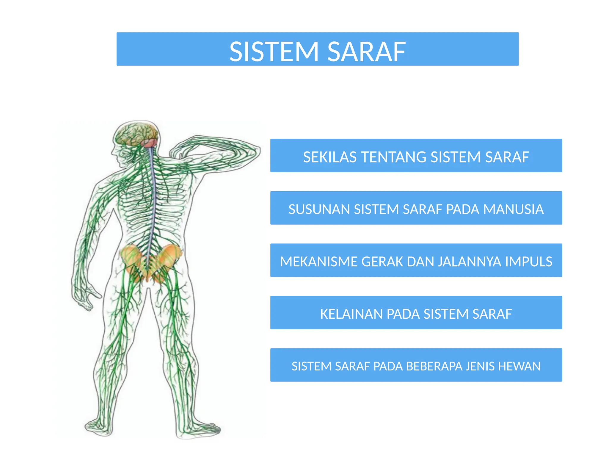 sistem saraf kelas 6 Ilmu Pengetahuan Alam dan Sosial | PPTX