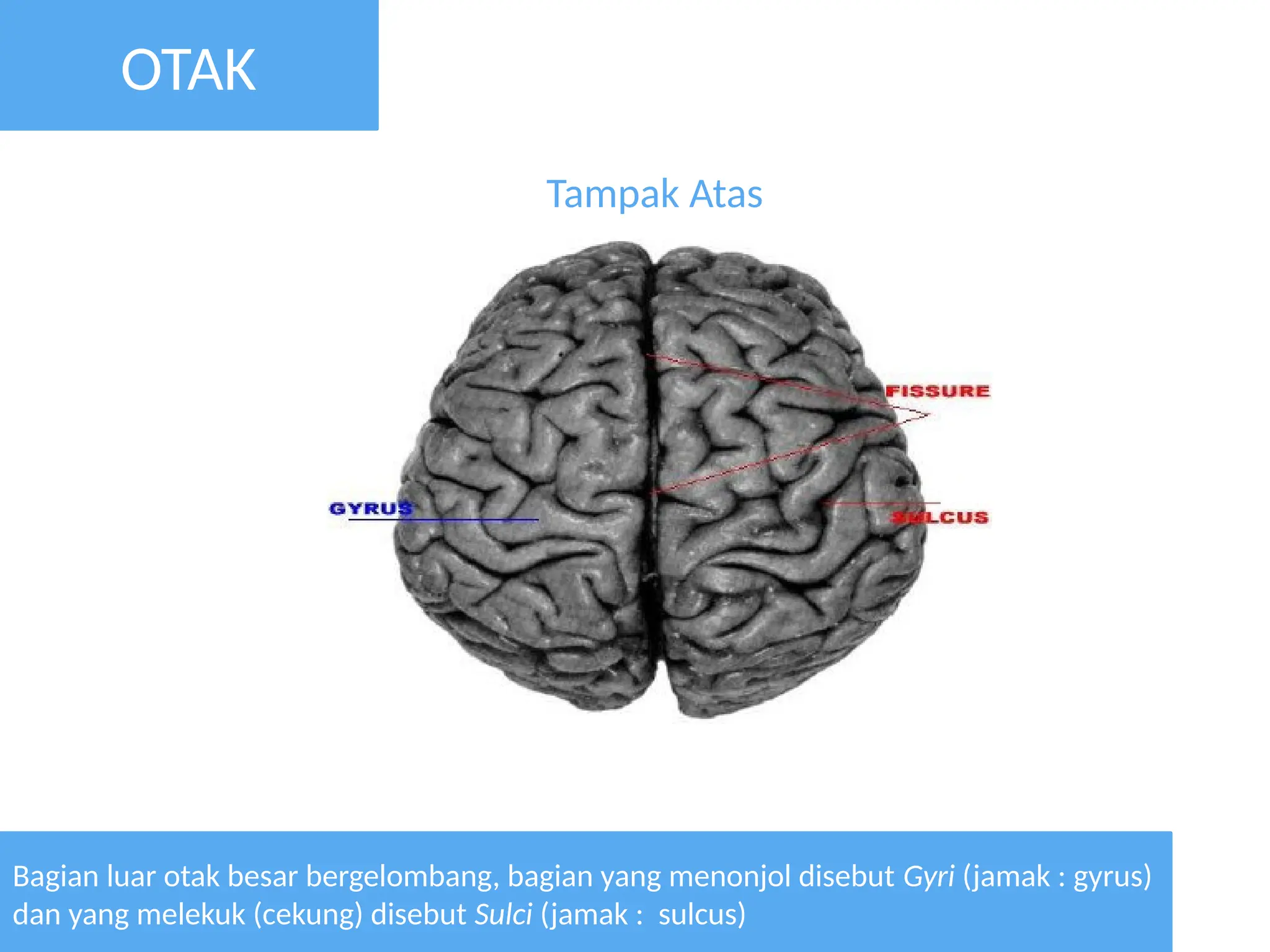 sistem saraf kelas 6 Ilmu Pengetahuan Alam dan Sosial | PPTX