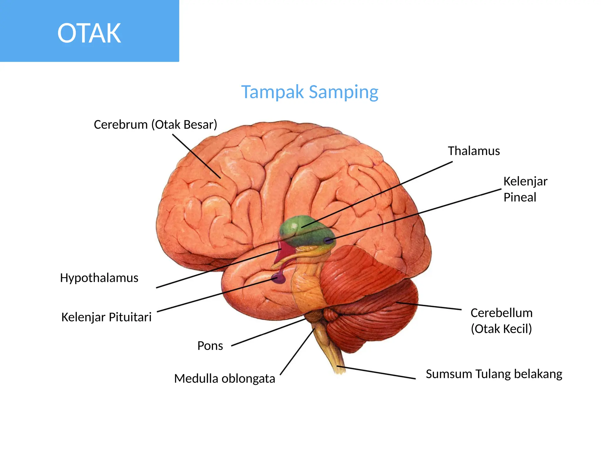 sistem saraf kelas 6 Ilmu Pengetahuan Alam dan Sosial | PPTX