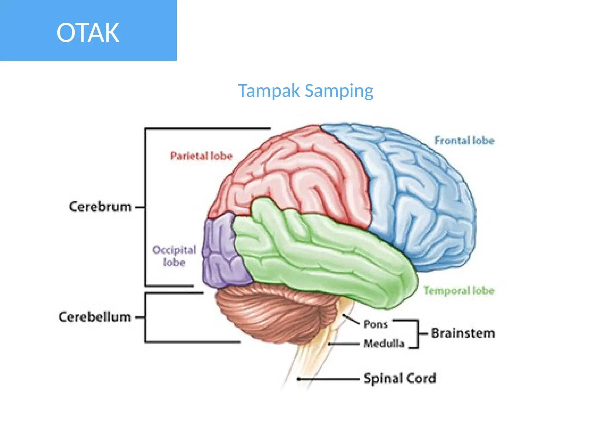 sistem saraf kelas 6 Ilmu Pengetahuan Alam dan Sosial | PPTX