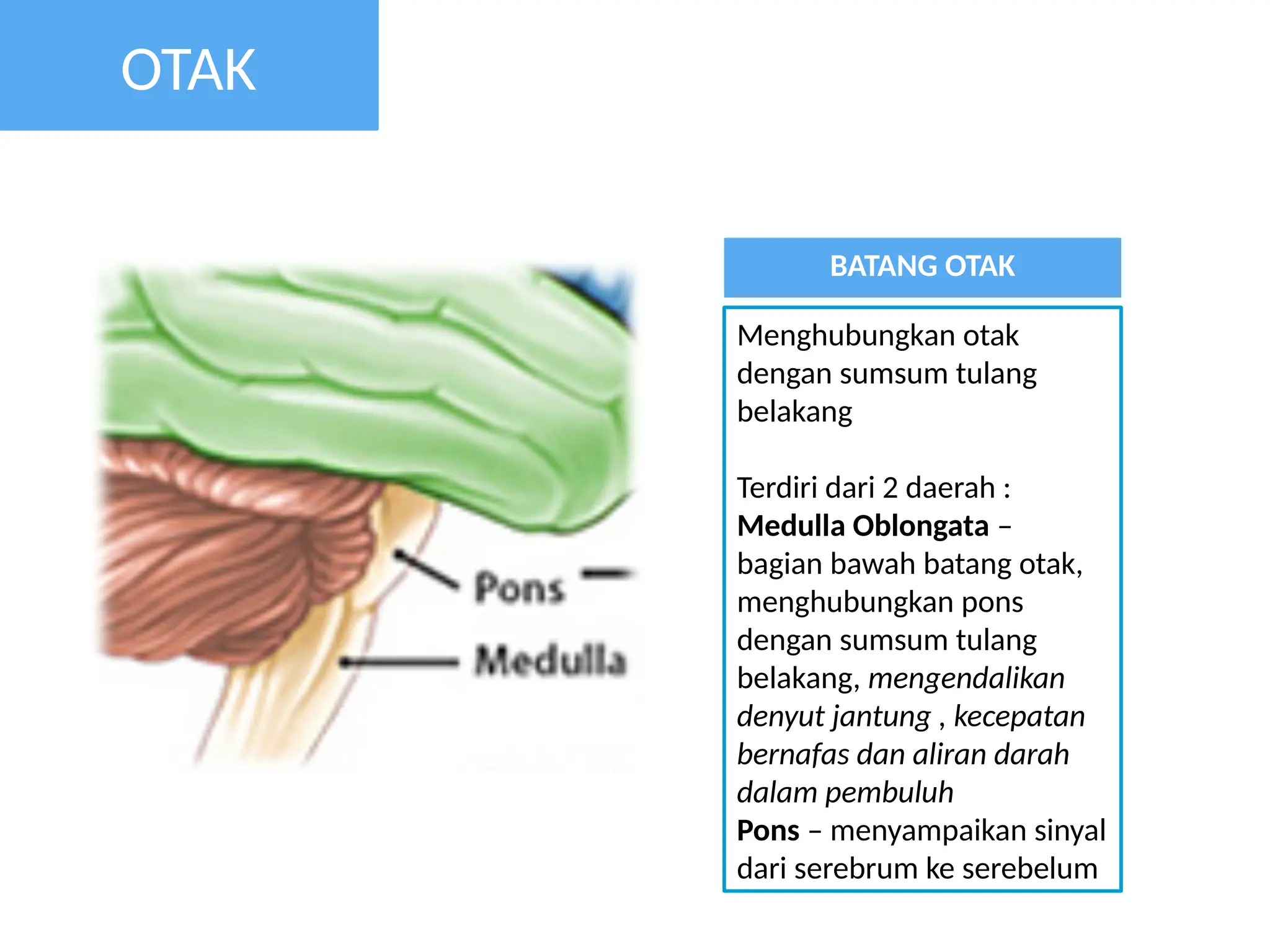 sistem saraf kelas 6 Ilmu Pengetahuan Alam dan Sosial | PPTX