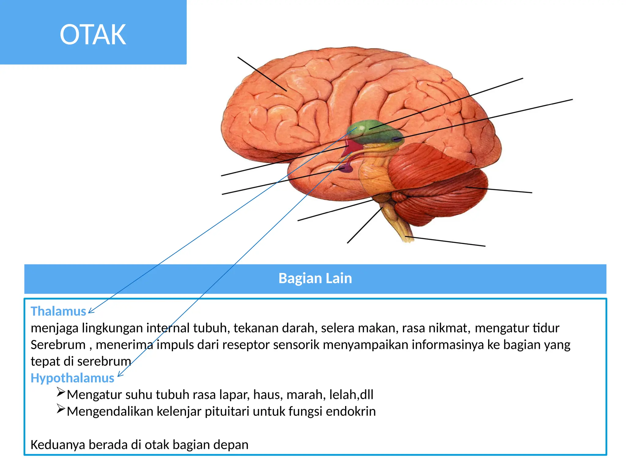 sistem saraf kelas 6 Ilmu Pengetahuan Alam dan Sosial | PPTX