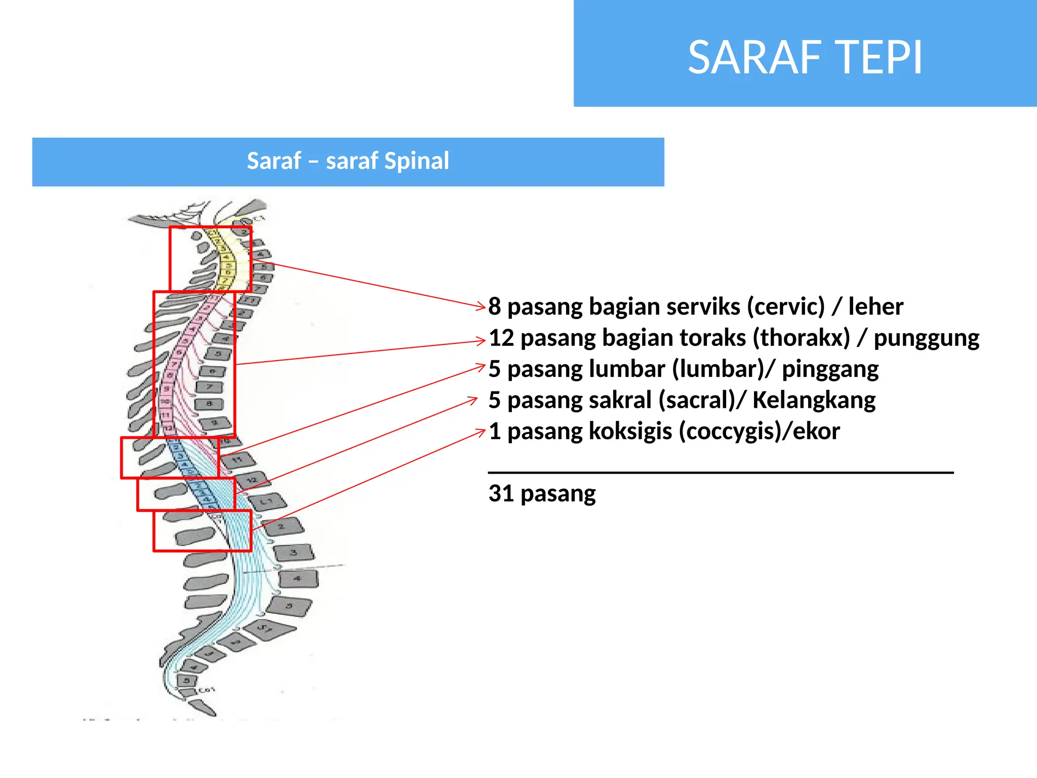 sistem saraf kelas 6 Ilmu Pengetahuan Alam dan Sosial | PPTX