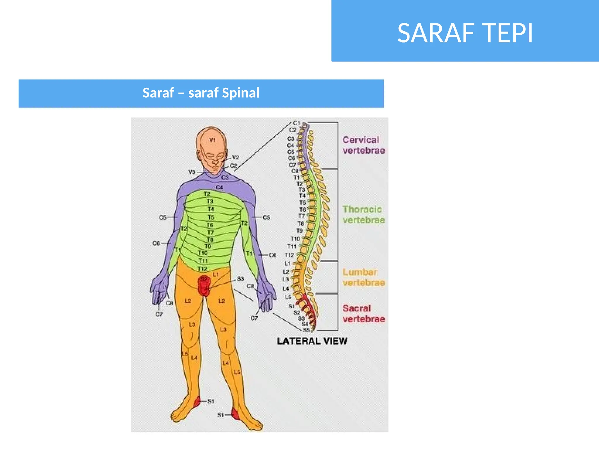 sistem saraf kelas 6 Ilmu Pengetahuan Alam dan Sosial | PPTX
