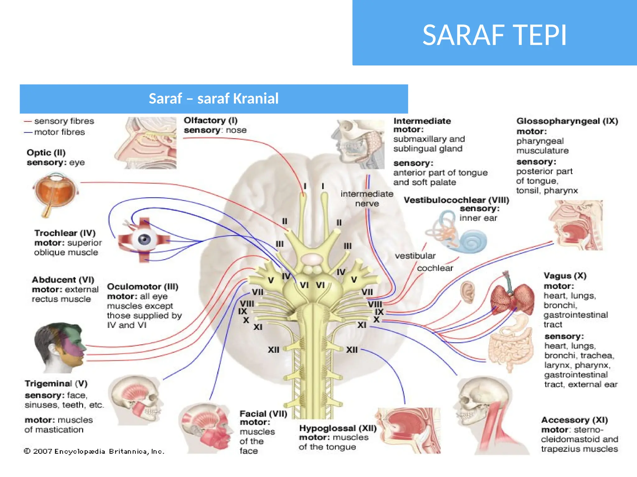 sistem saraf kelas 6 Ilmu Pengetahuan Alam dan Sosial | PPTX
