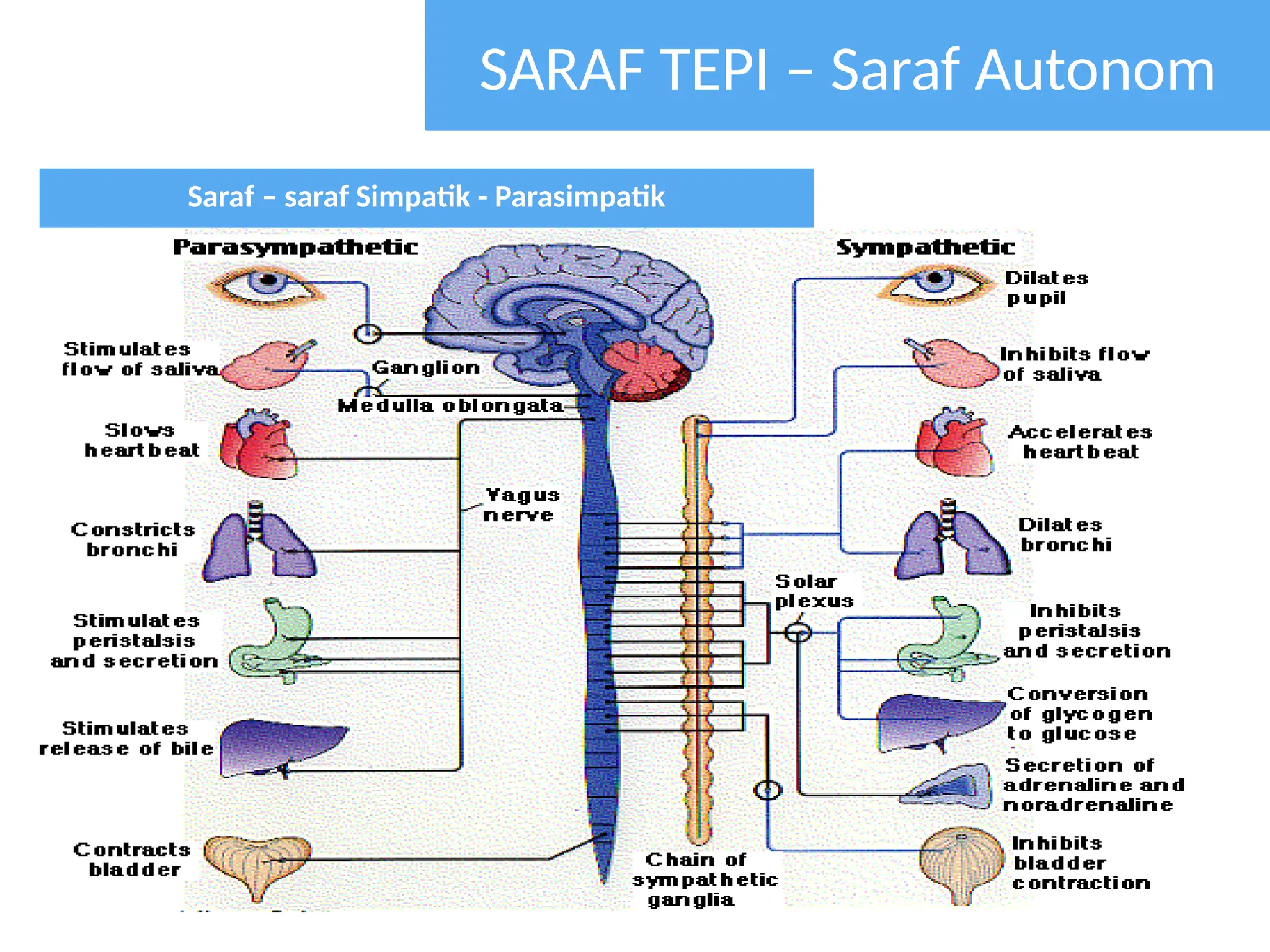 sistem saraf kelas 6 Ilmu Pengetahuan Alam dan Sosial | PPTX