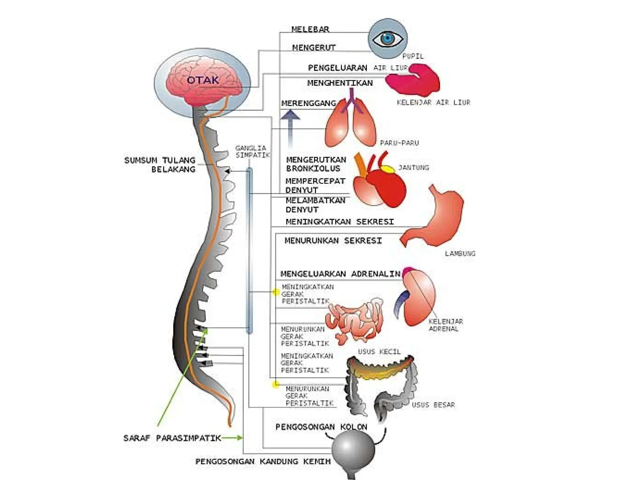 sistem saraf kelas 6 Ilmu Pengetahuan Alam dan Sosial | PPTX