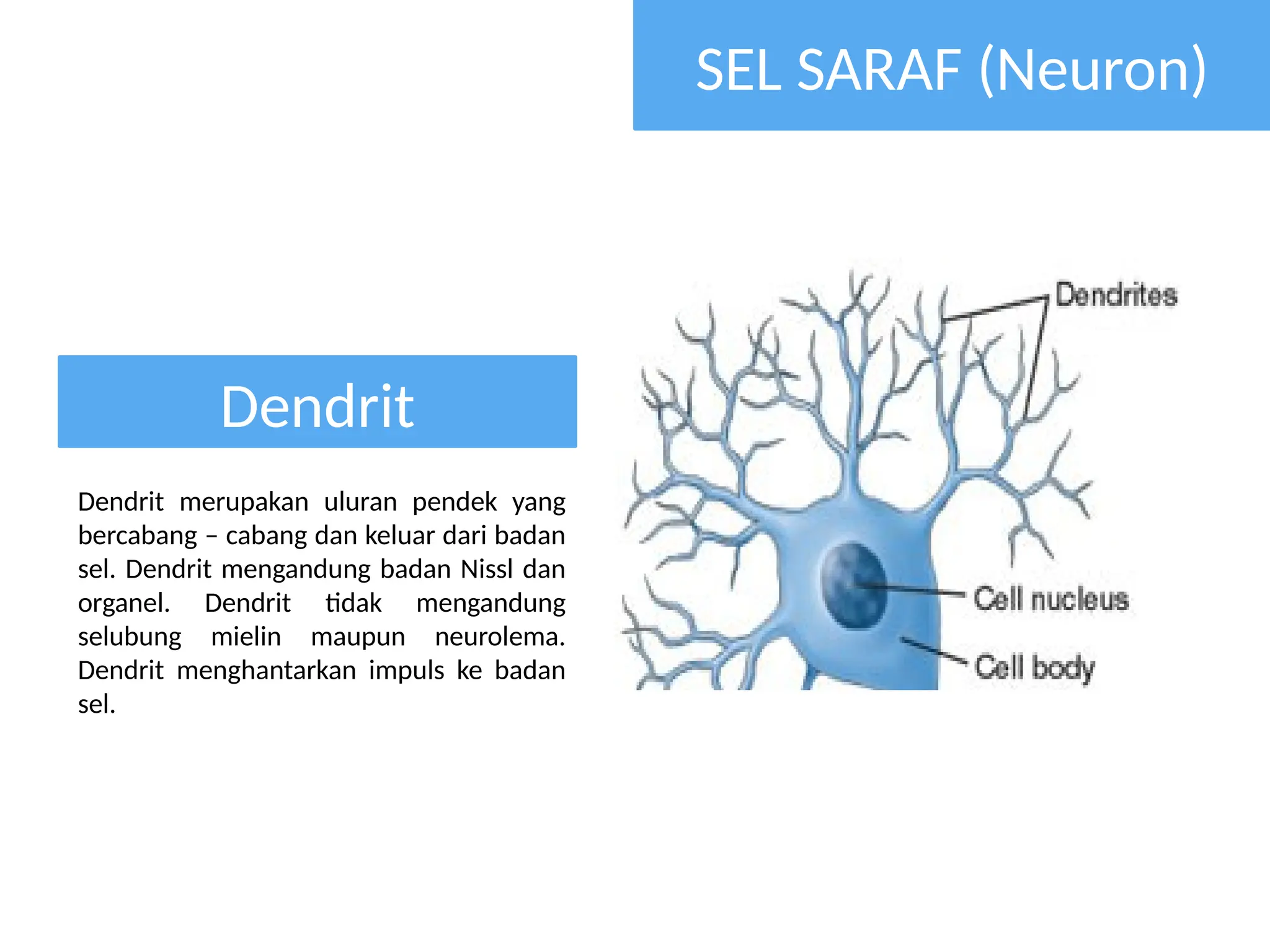 sistem saraf kelas 6 Ilmu Pengetahuan Alam dan Sosial | PPTX