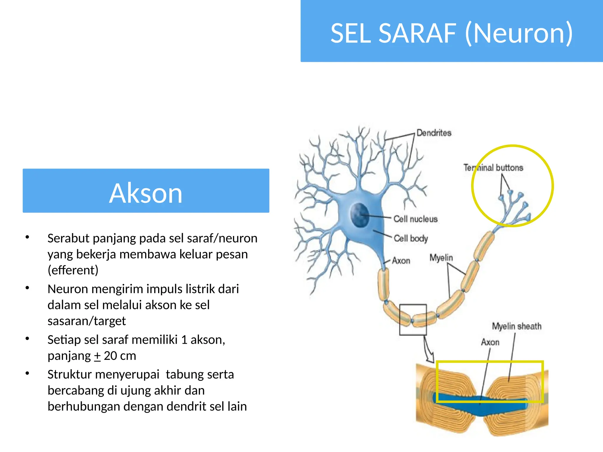 sistem saraf kelas 6 Ilmu Pengetahuan Alam dan Sosial | PPTX