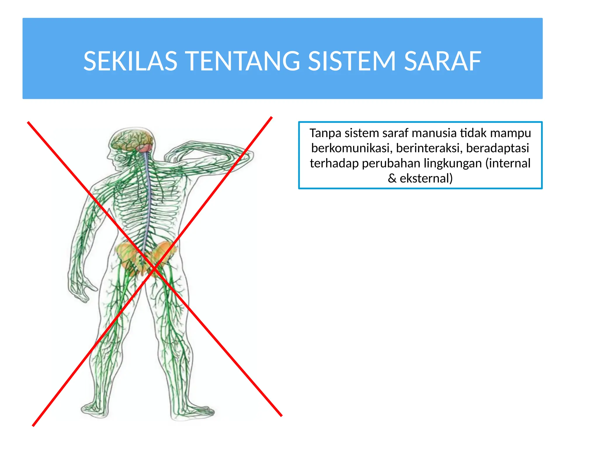 sistem saraf kelas 6 Ilmu Pengetahuan Alam dan Sosial | PPTX
