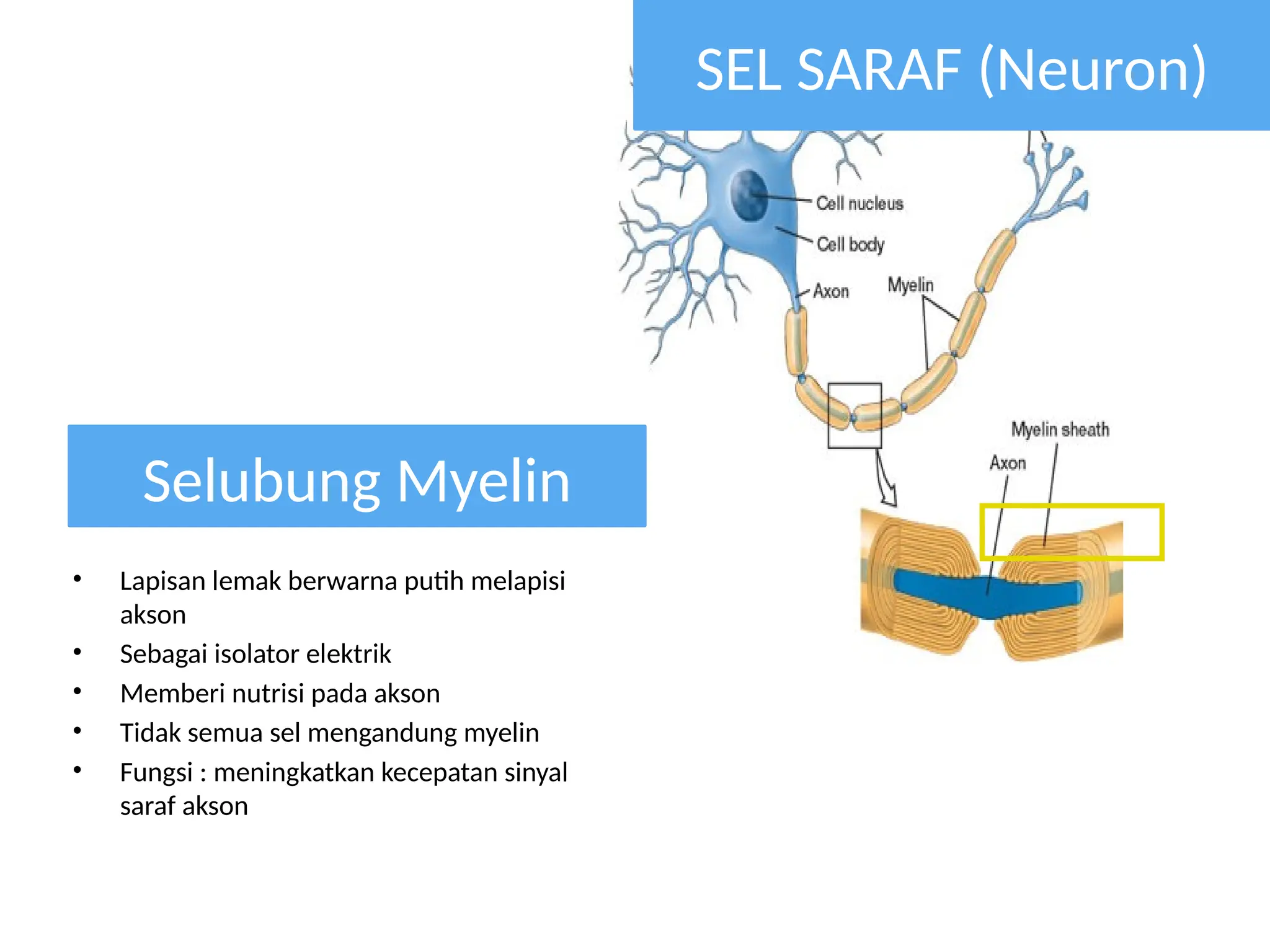 sistem saraf kelas 6 Ilmu Pengetahuan Alam dan Sosial | PPTX