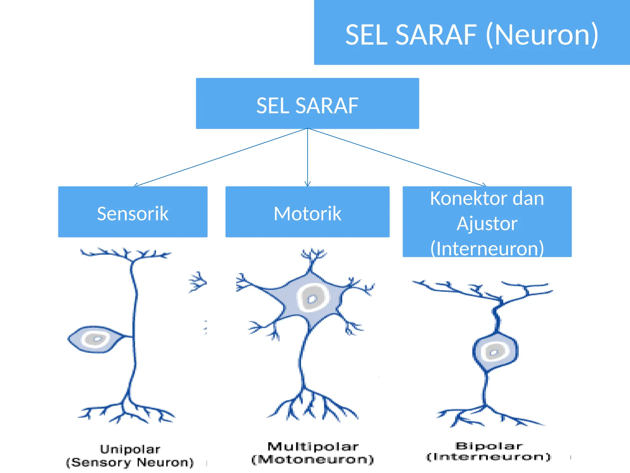 sistem saraf kelas 6 Ilmu Pengetahuan Alam dan Sosial | PPTX