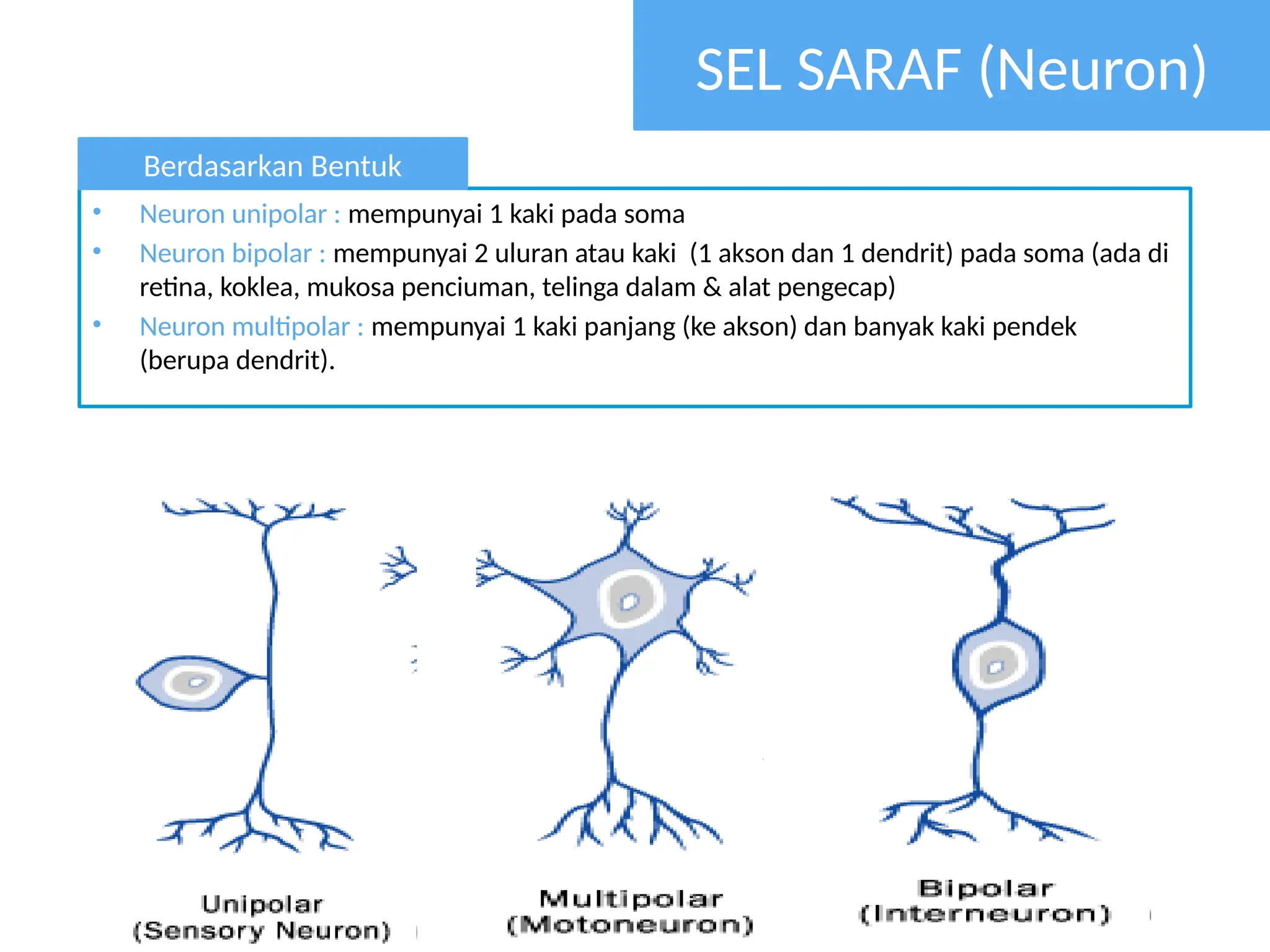 sistem saraf kelas 6 Ilmu Pengetahuan Alam dan Sosial | PPTX